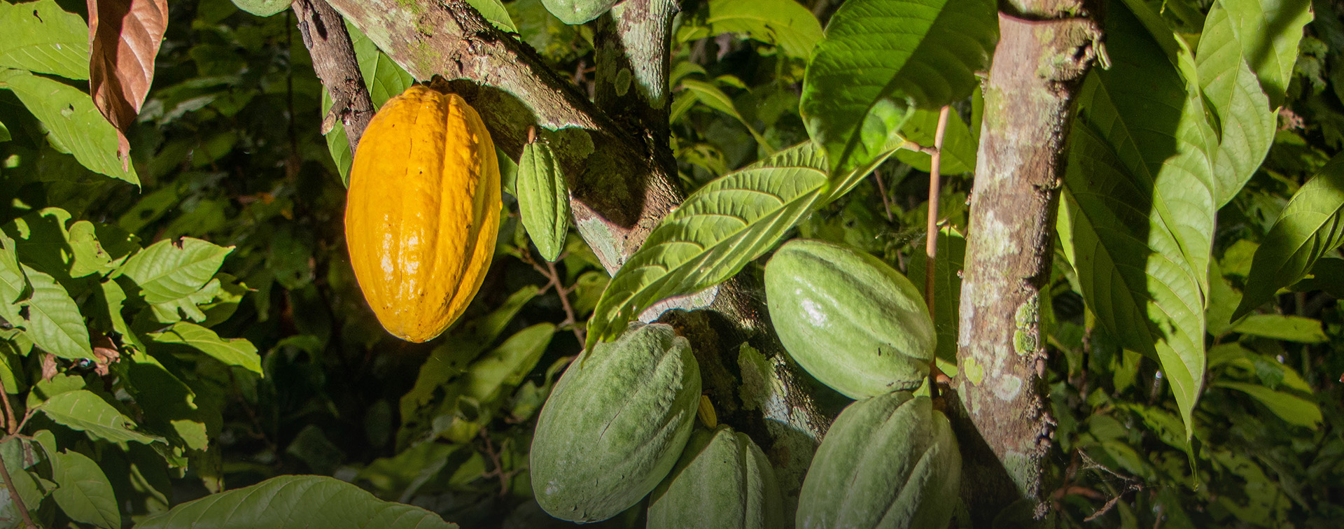 Blog | Machu Picchu Foods